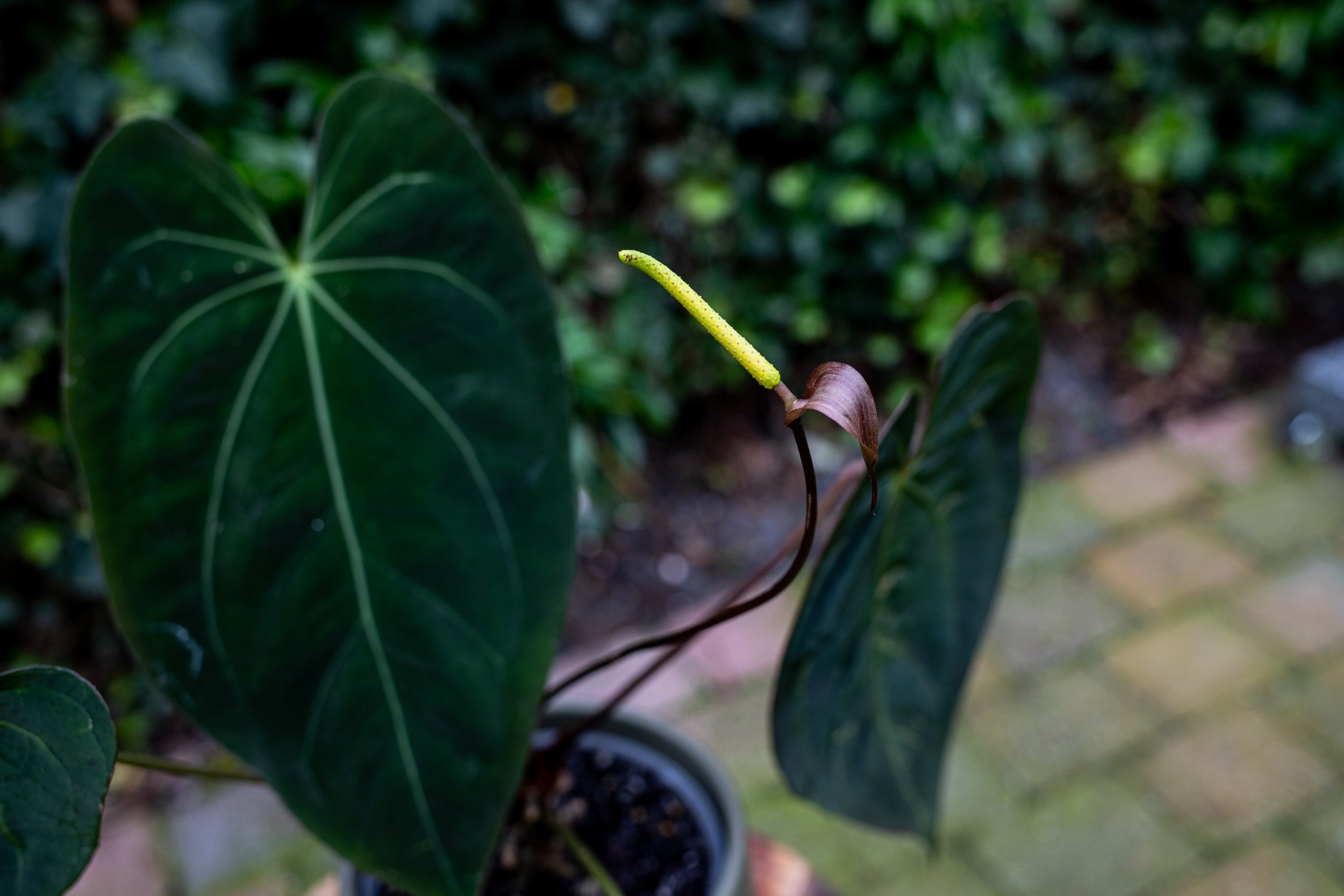 How to grow Anthurium from seed! (a step-by-step tutorial) – Downtown Plant Club