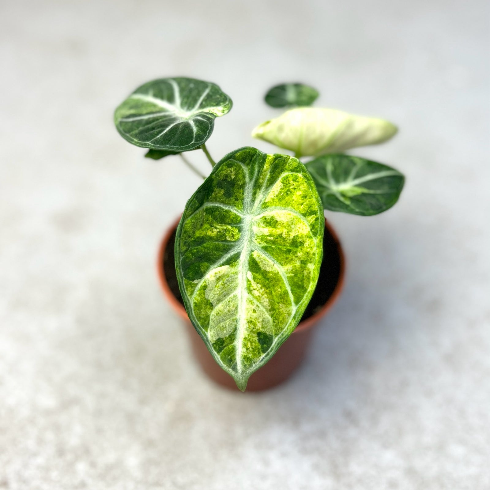 Alocasia Ninja Tricolor