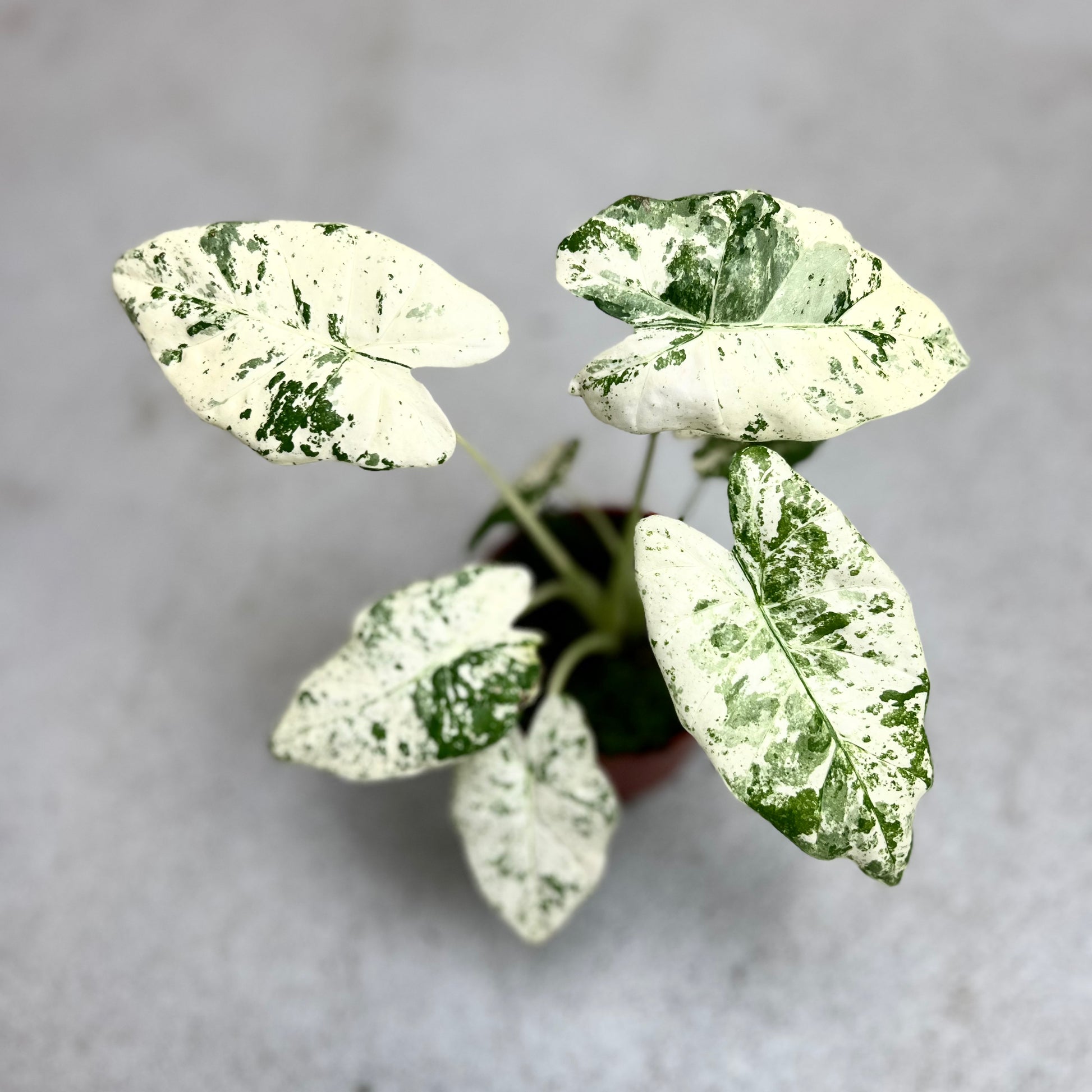 Alocasia Odora Batik Variegata – Downtown Plant Club