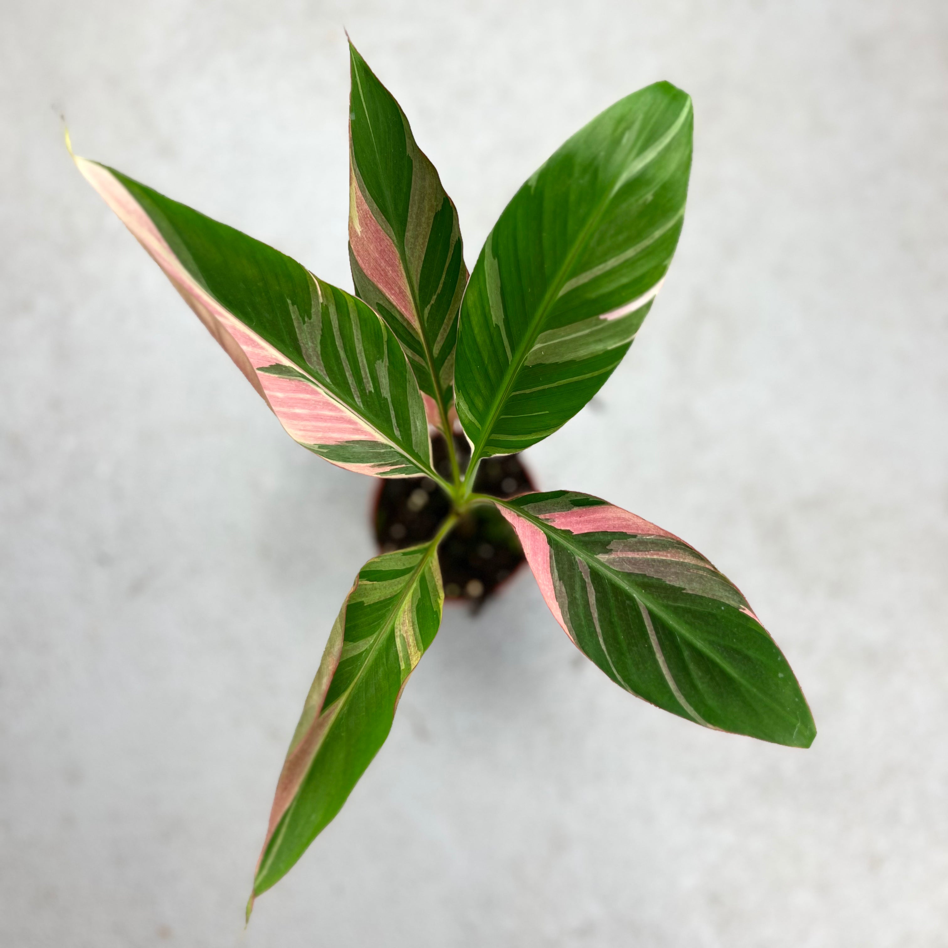 All Houseplants