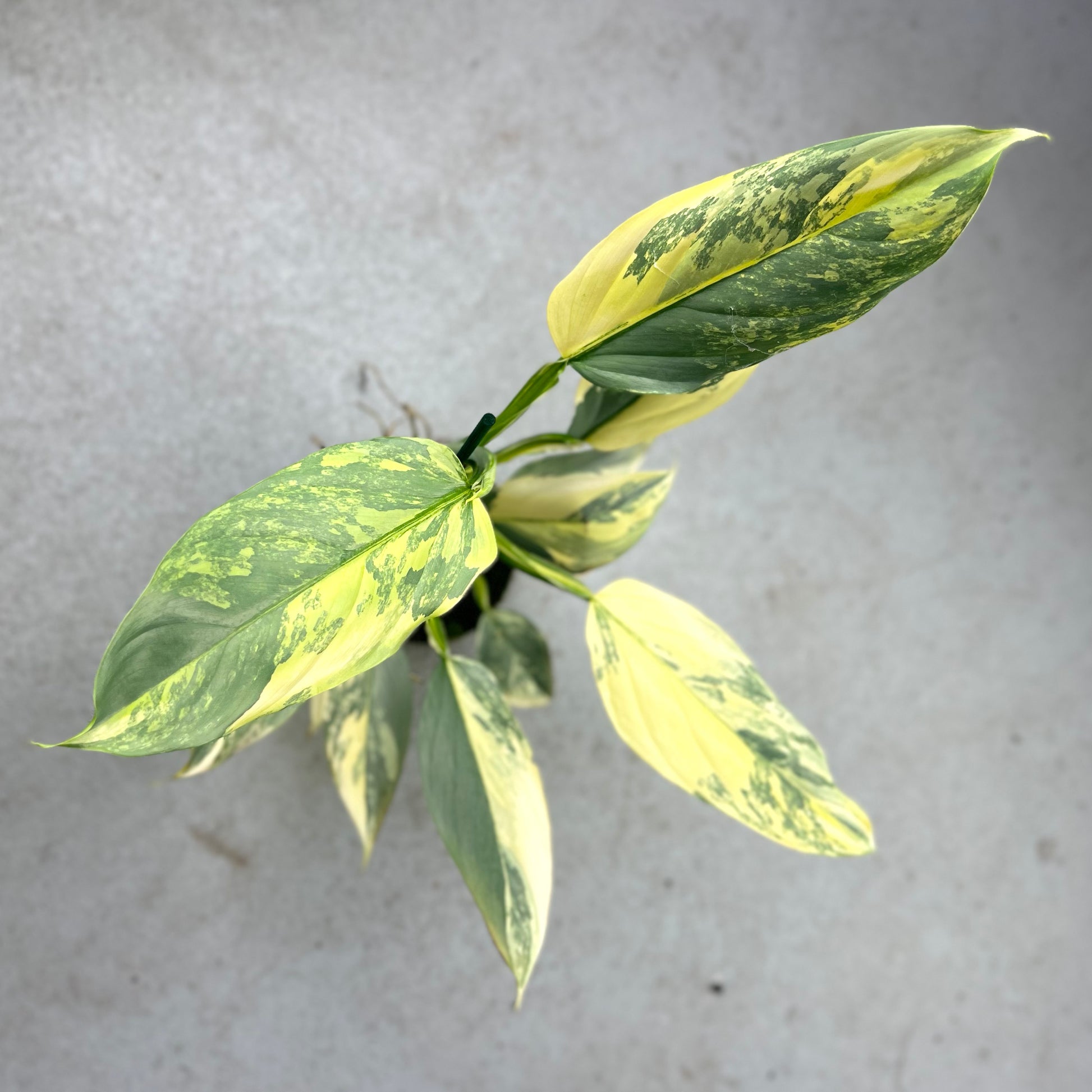 Philodendron Hastatum Silver Sword Variegata – Downtown Plant Club