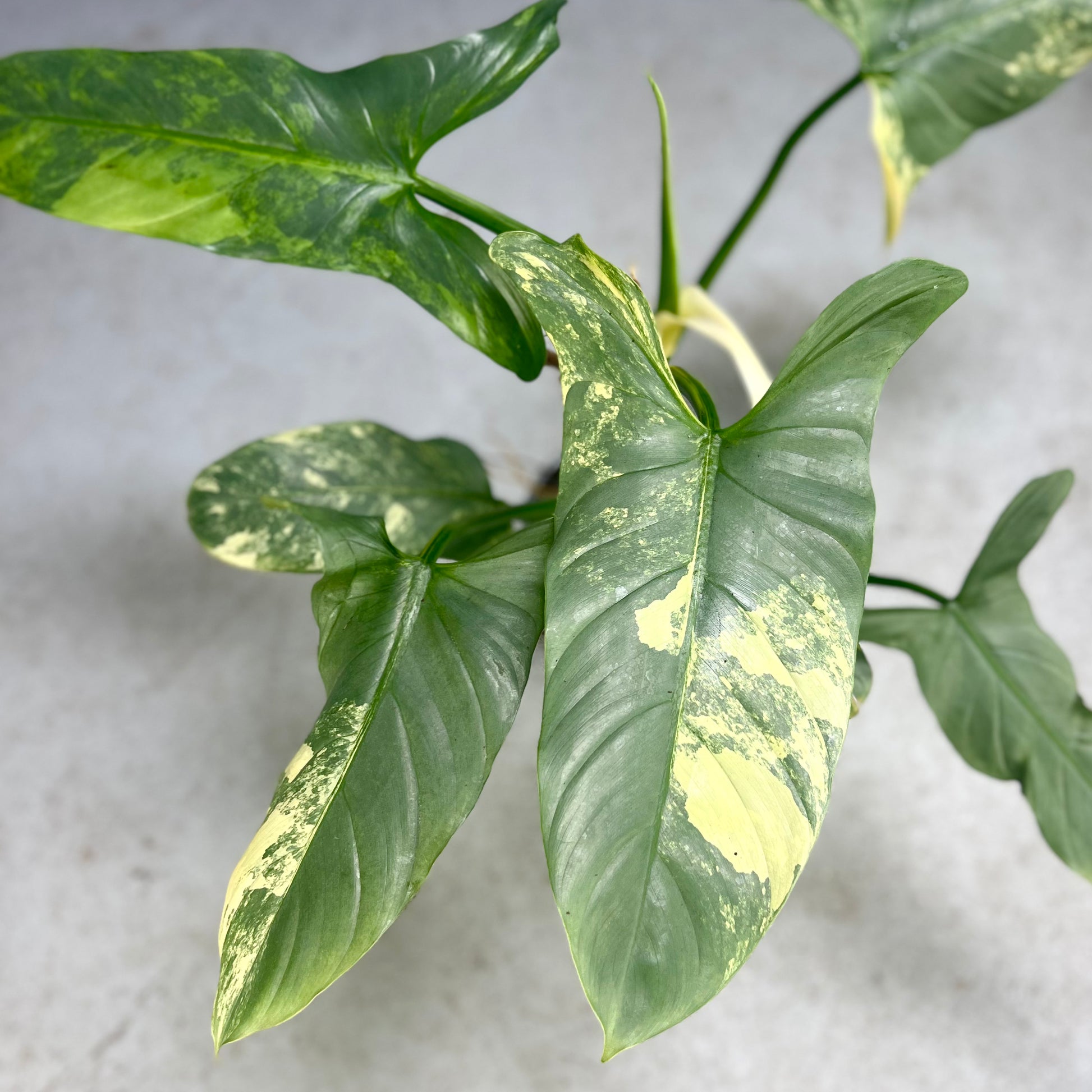 Philodendron Hastatum Silver Sword Variegata – Downtown Plant Club