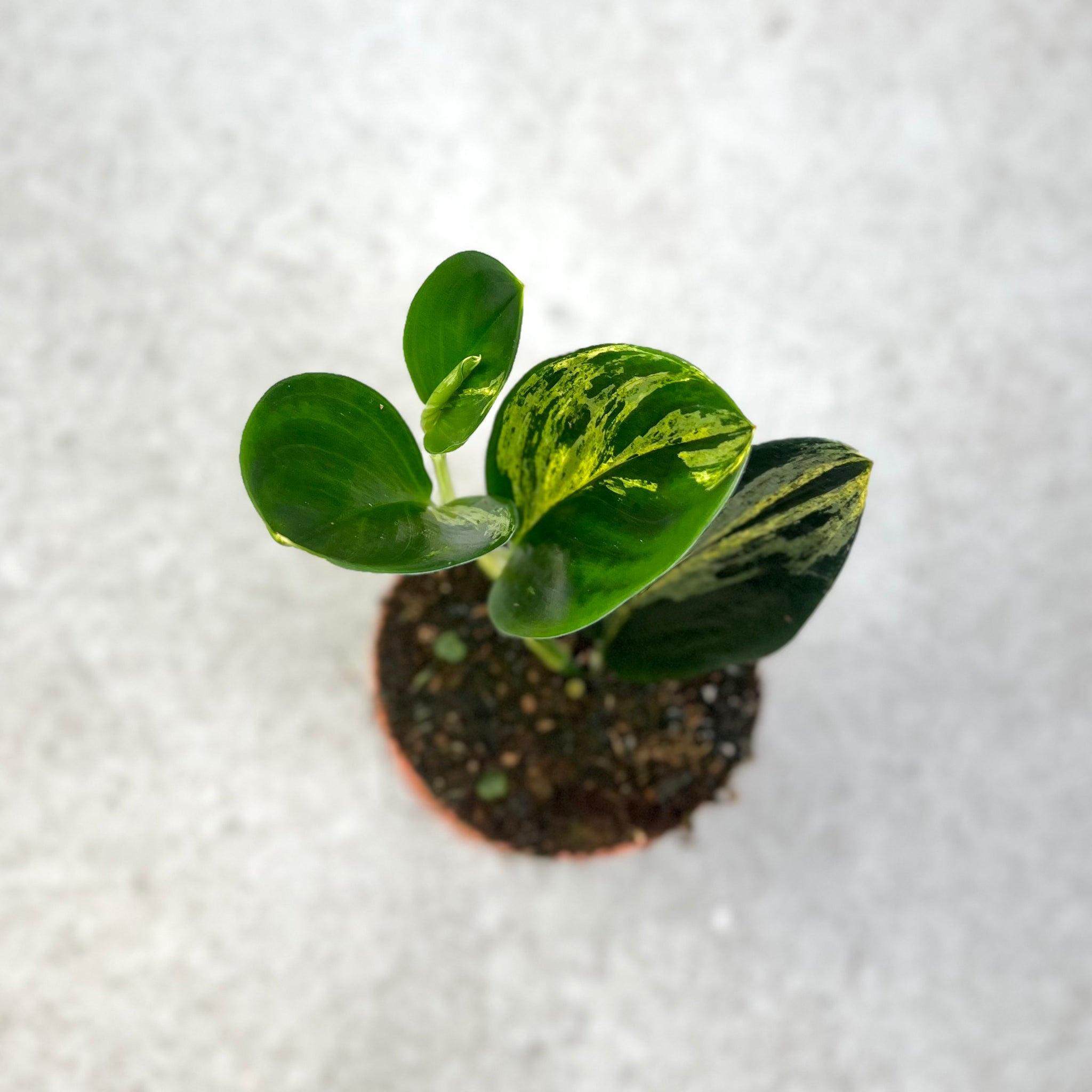 Scindapsus Treubii Dark Variegata